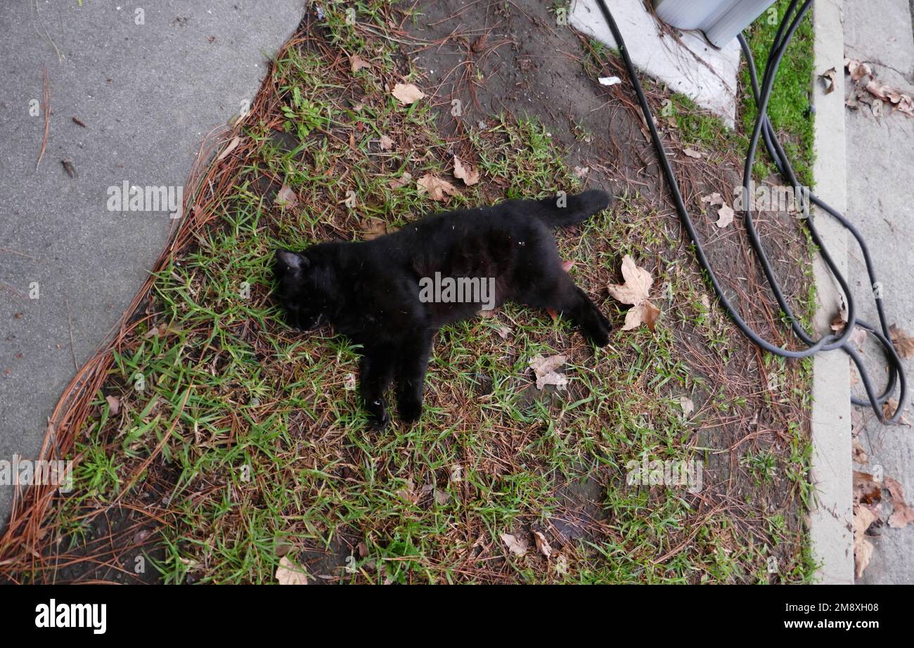 Los Angeles, California, USA 11th January 2023 A dead black cat on side ...