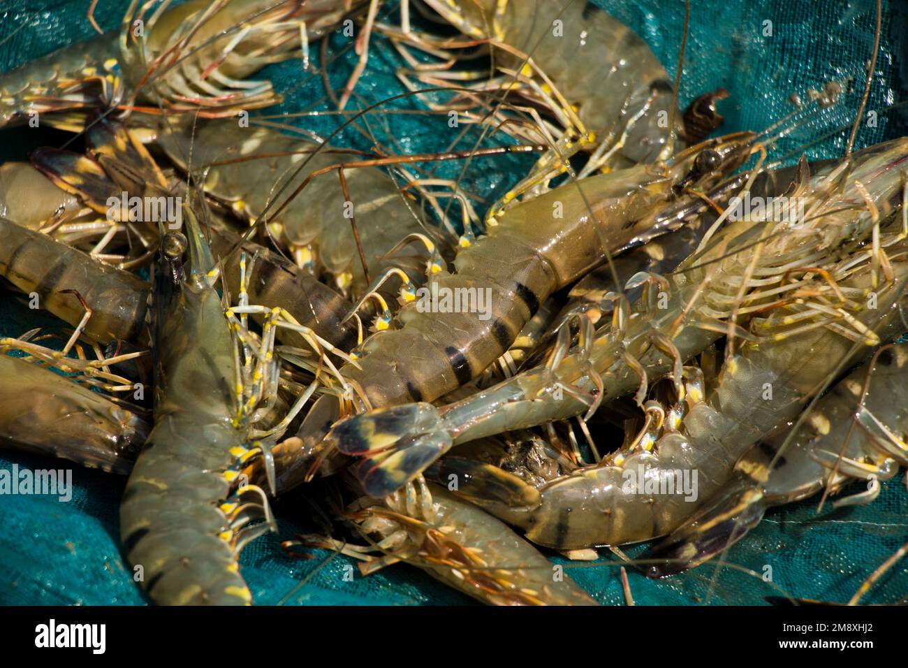 Shrimp and Prawn considered as a white gold to the Farmers of southern ...