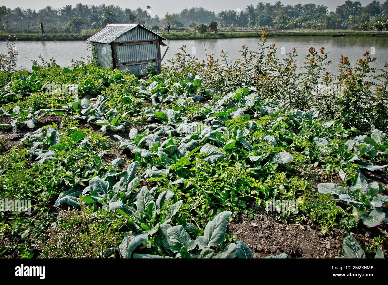 Vegetable farming bangladesh hi-res stock photography and images - Alamy