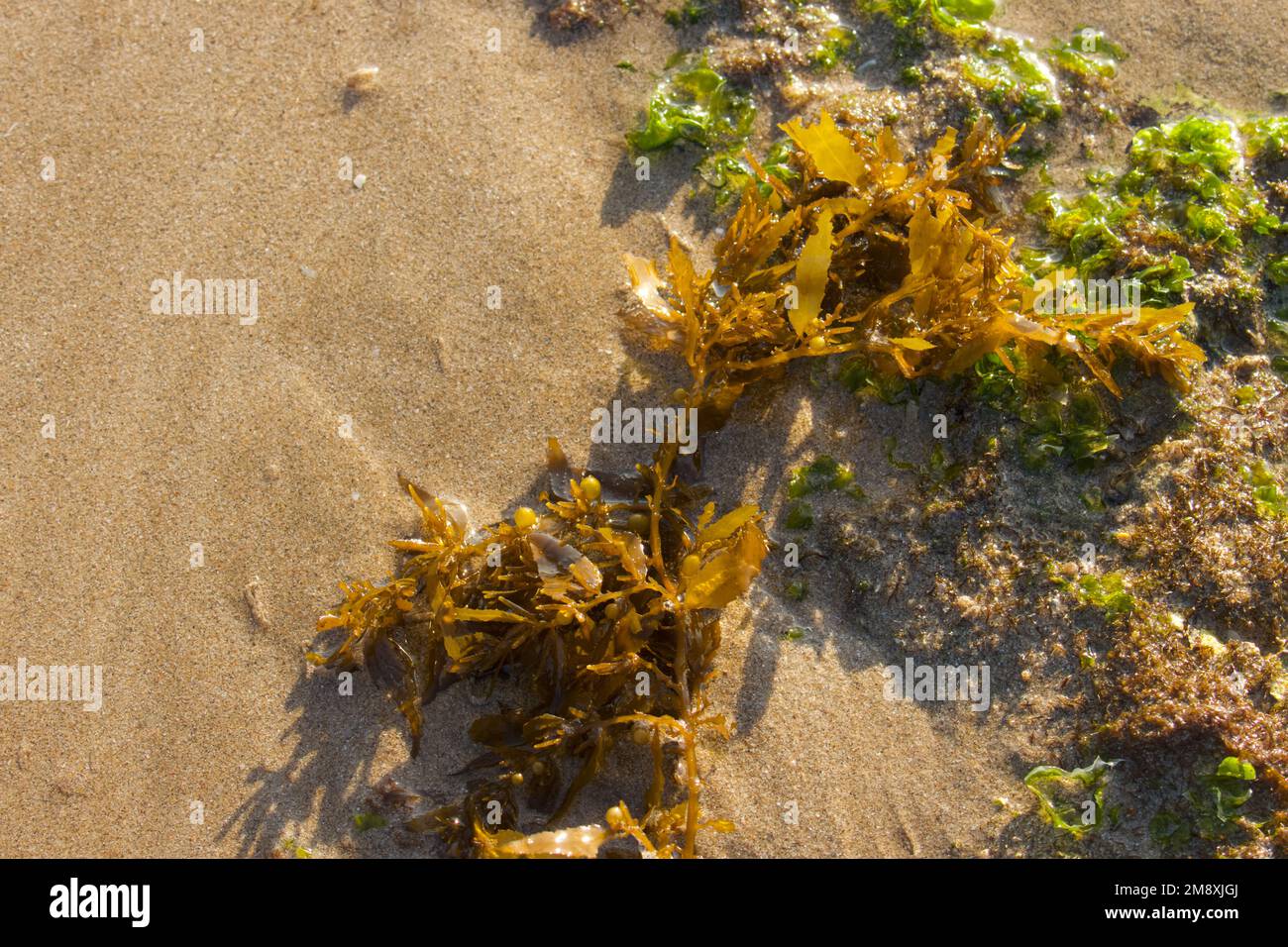 Seaweed. Kelp on the beach Stock Photo - Alamy