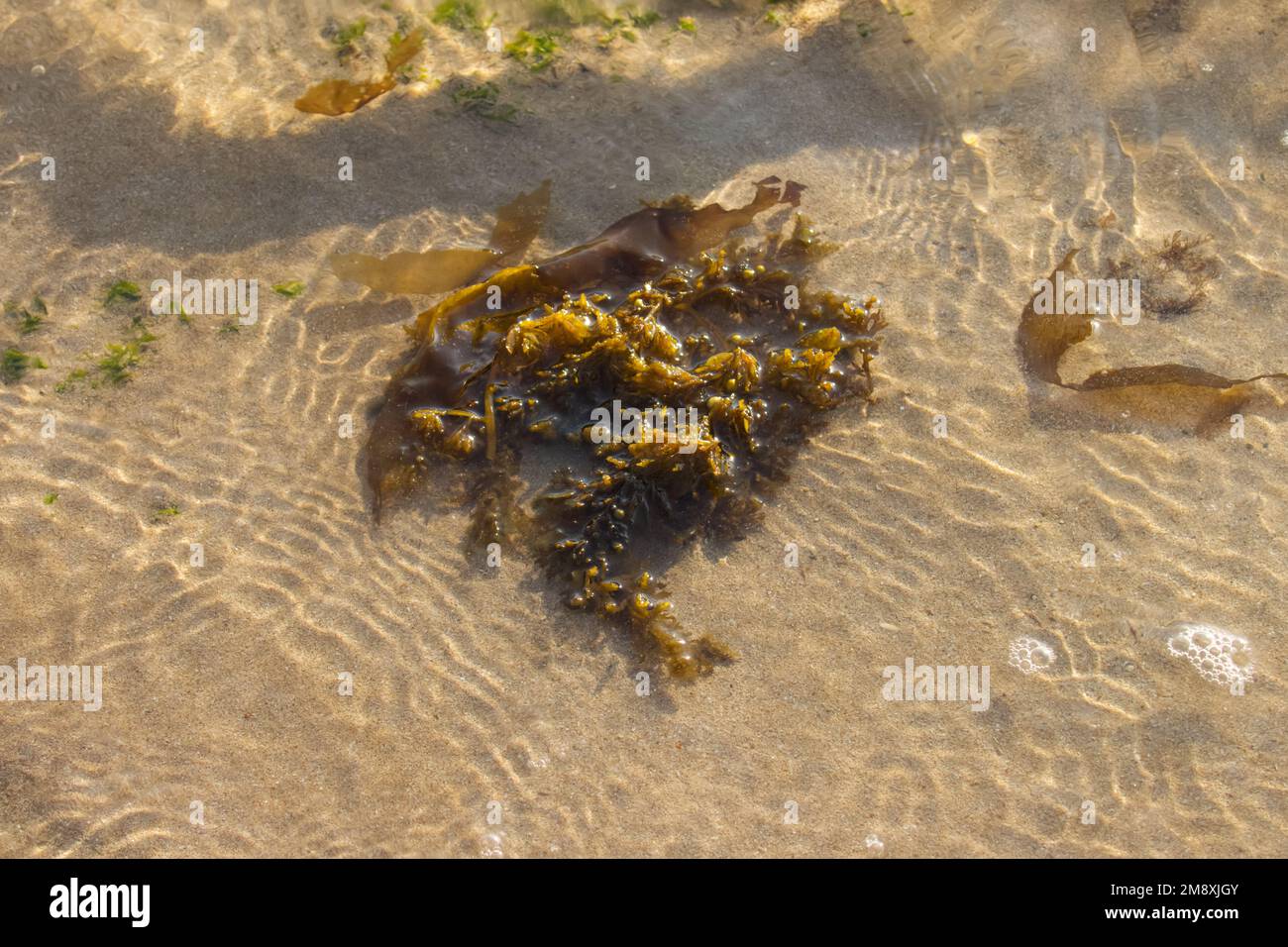 Seaweed. Kelp on the beach Stock Photo - Alamy