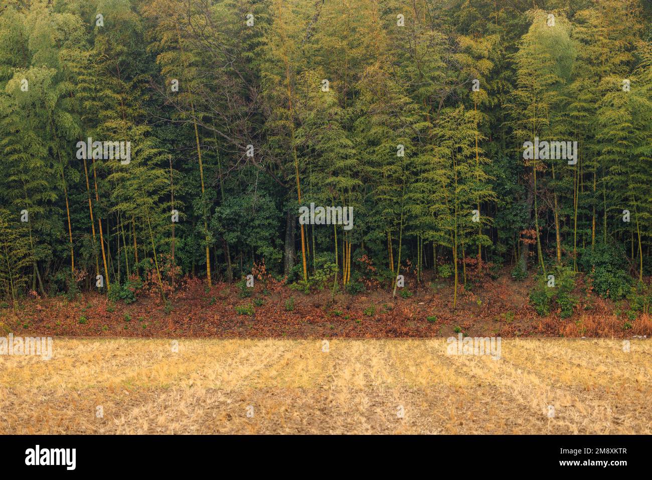 Dry rice field in winter with bamboo forest in background Stock Photo ...