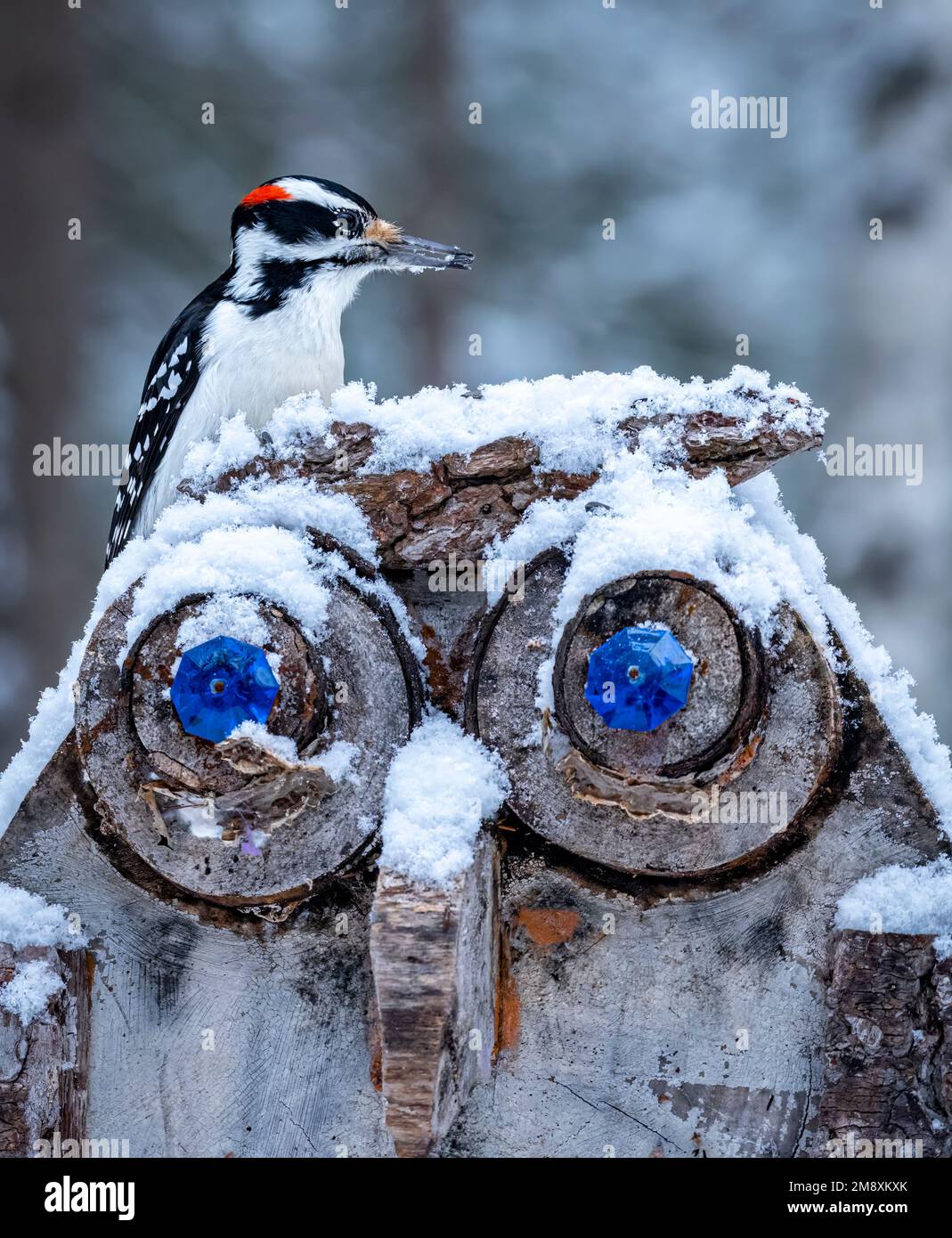 Male hairy woodpecker (Dryobates villosus) with a sunflower seed in its ...