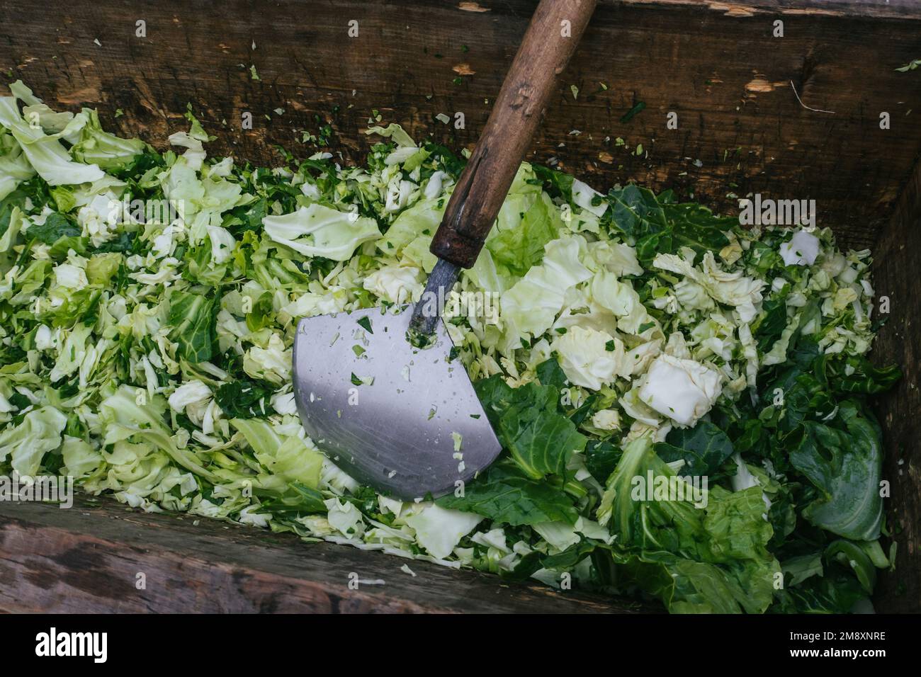 chopped fresh cabbage with a hoe in a wooden trough for the preparation ...