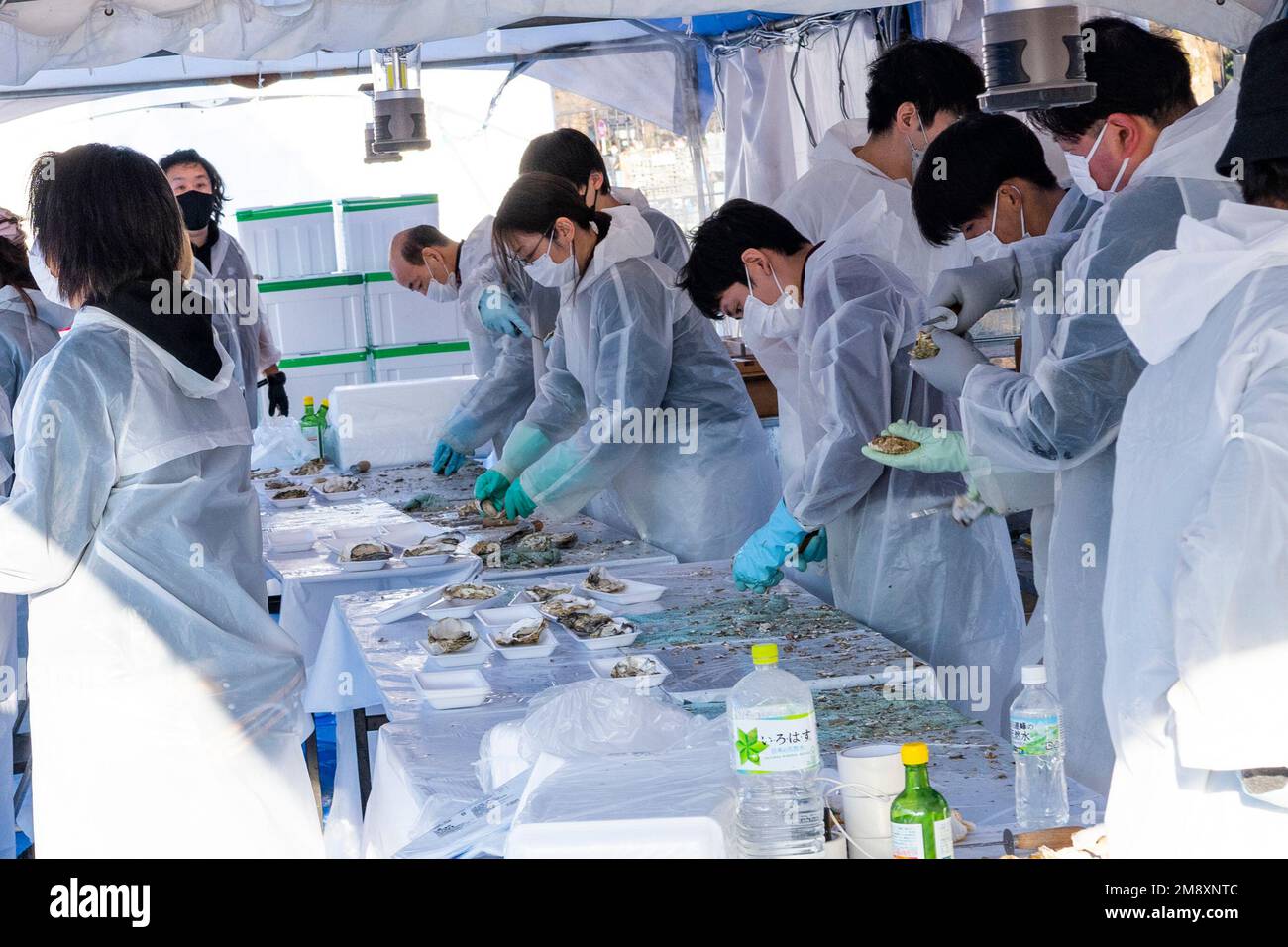 Tokyo, Japan. 9th Jan, 2023. Oyster shuckers working on preparing raw ...