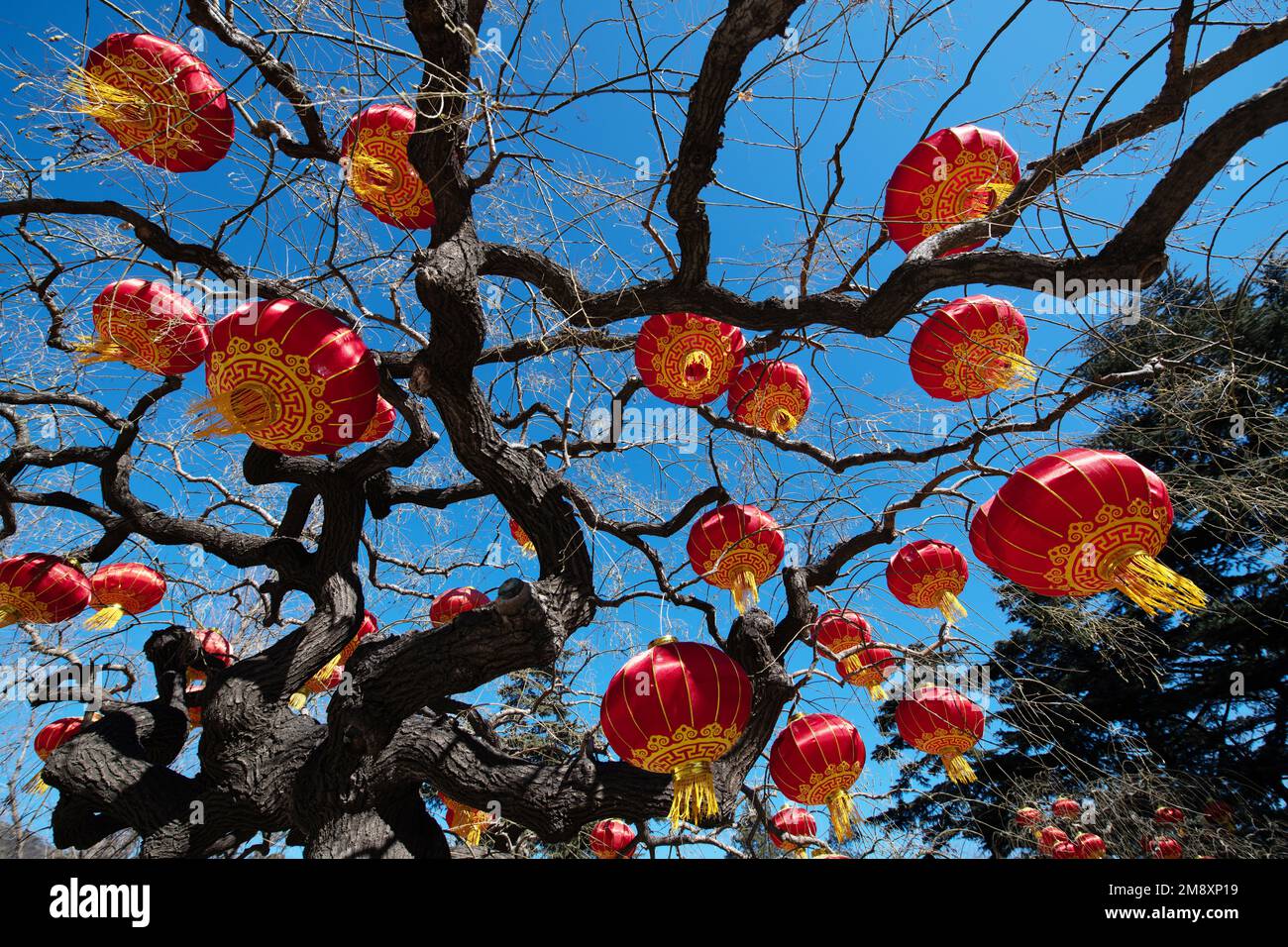 Lanterns hanging tree hi-res stock photography and images - Alamy