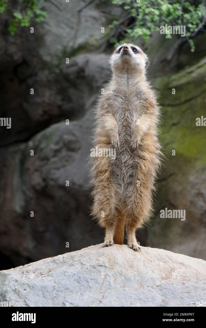 Los Angeles, California, USA 12th January 2023 Meerkat at LA Zoo on ...