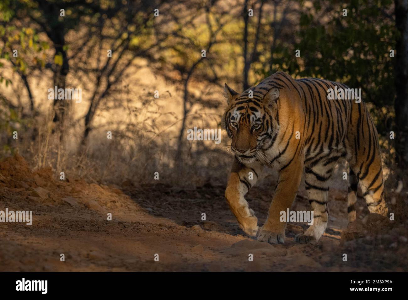 Wild Bengal tiger walking on a forest path in the jungle of Ranthambore ...