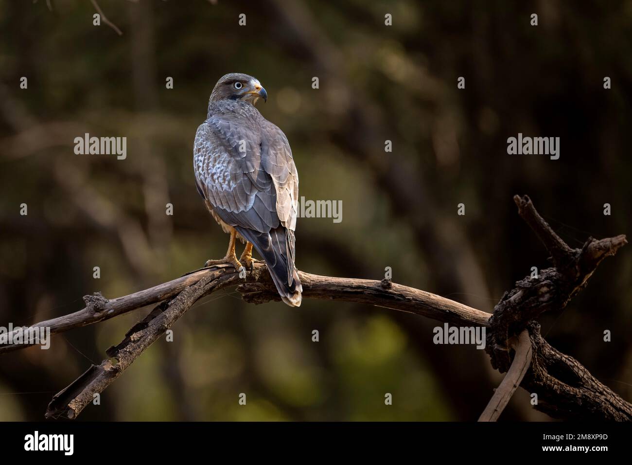 Indian national bird hi-res stock photography and images - Alamy