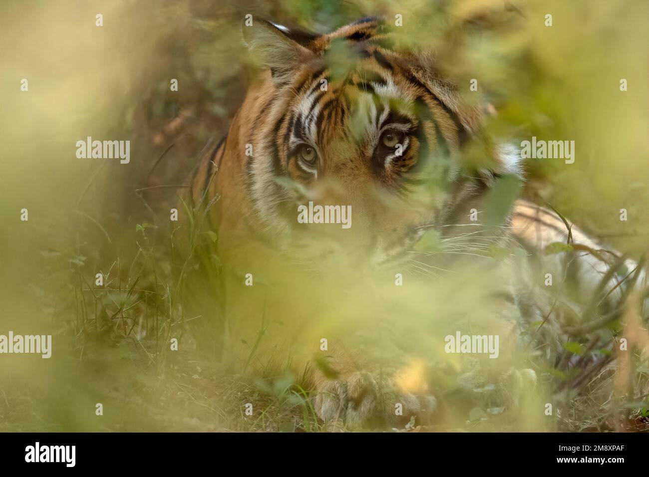 Tiger looking hi-res stock photography and images - Alamy