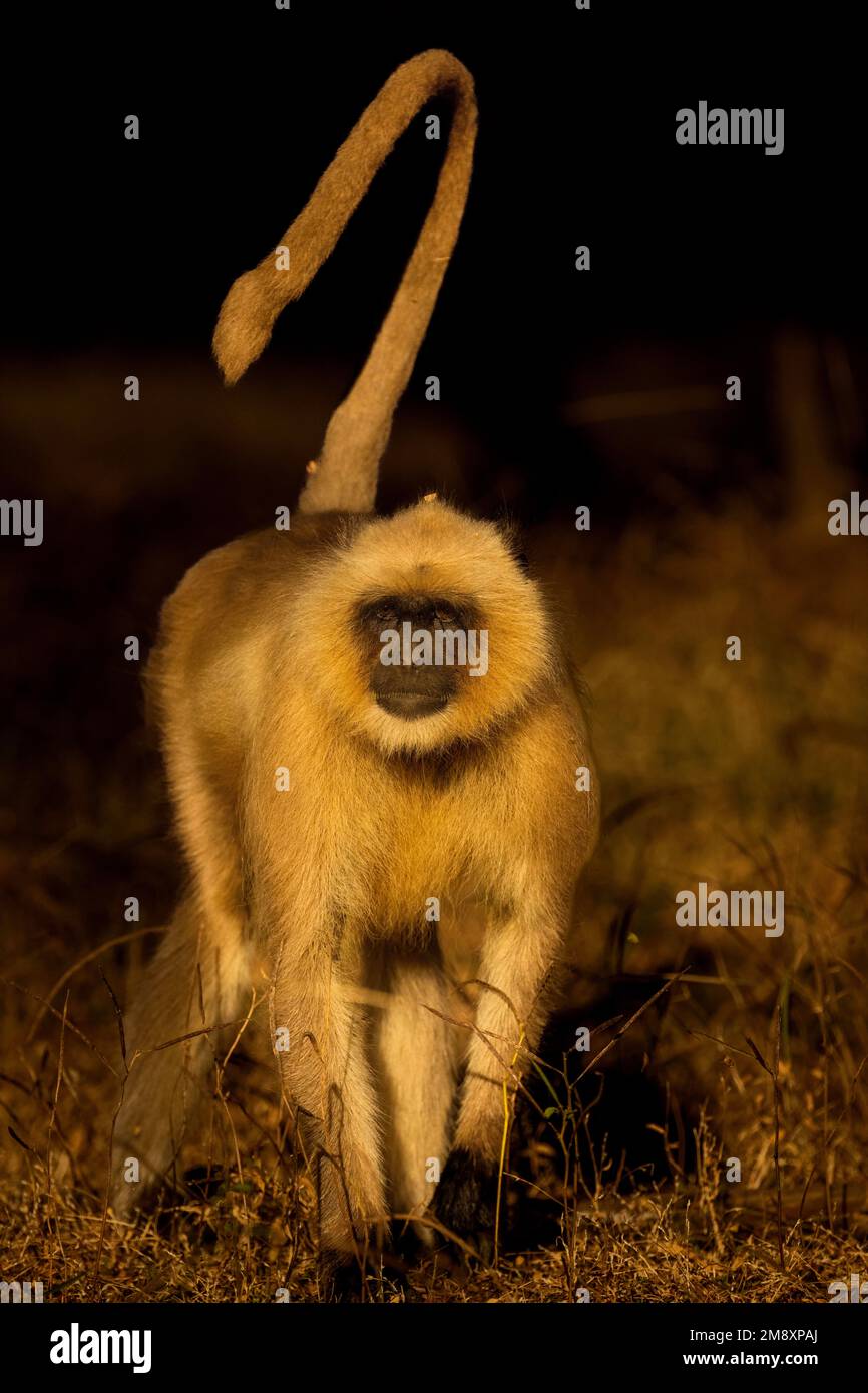 Tail raised hi-res stock photography and images - Alamy