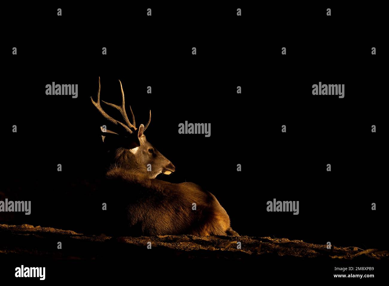 Sambar deer stag sitting in a ray of sunlight with a dark background in ...