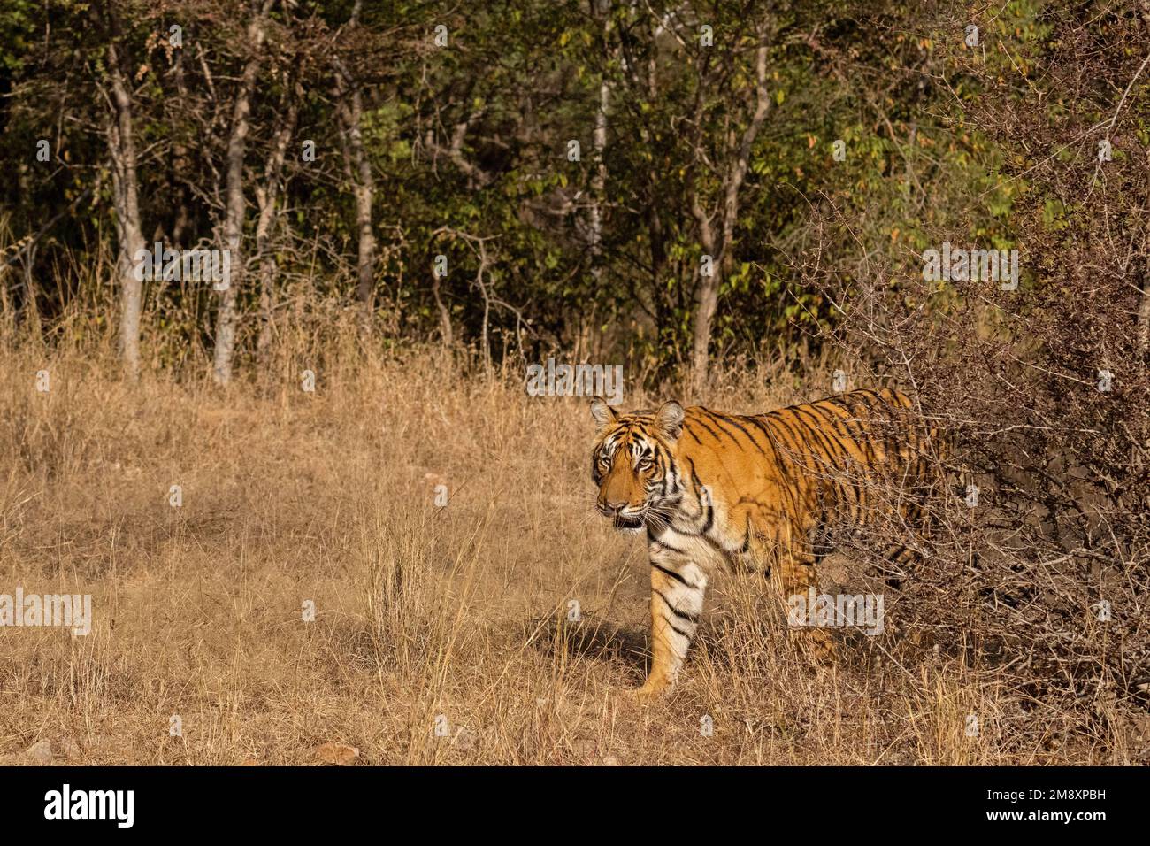 Wild tiger emerging from behind the dry forests into a grassland in the ...
