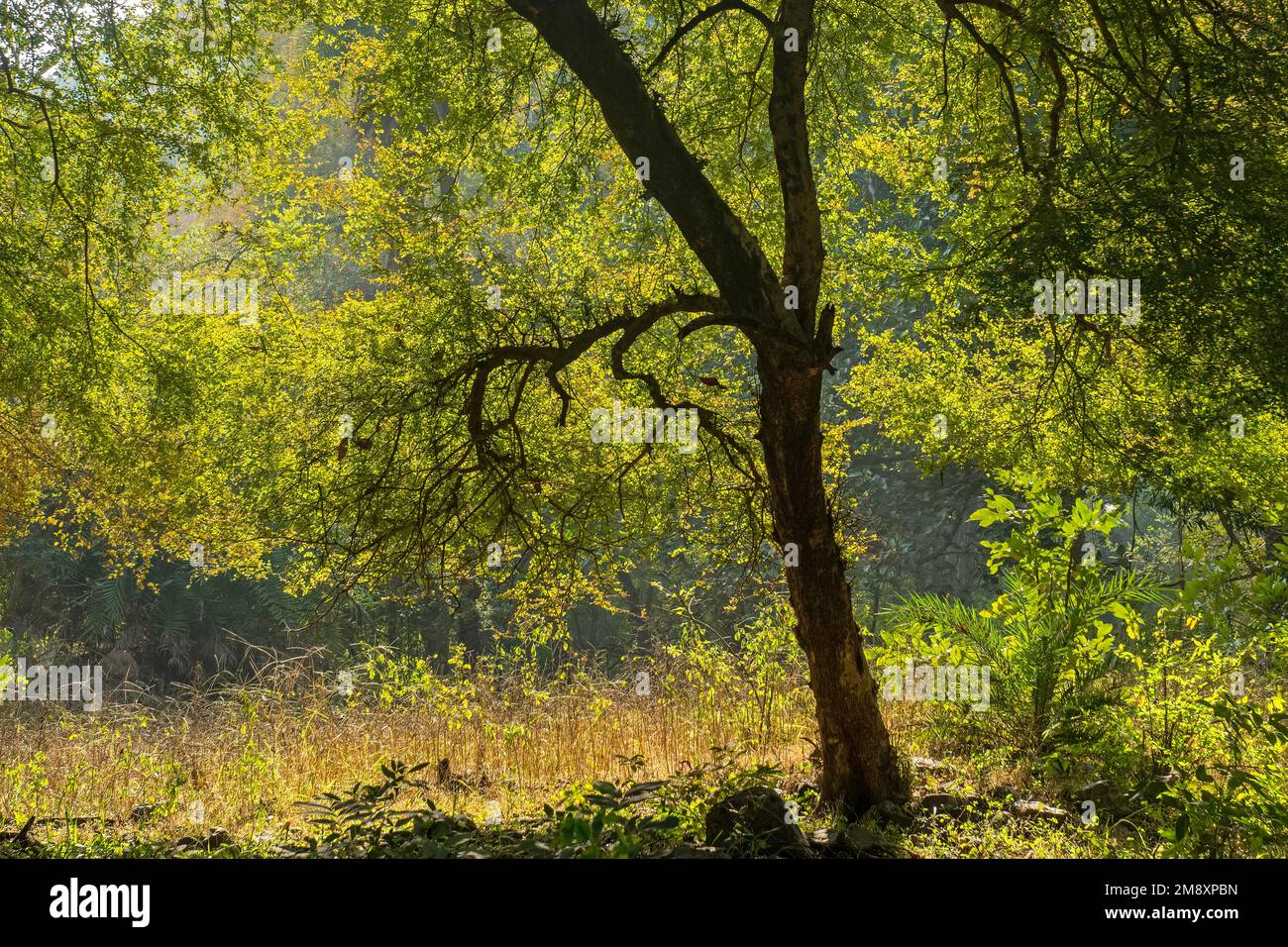 A backlit tree in the green, calm and peaceful jungles of Ranthambore ...