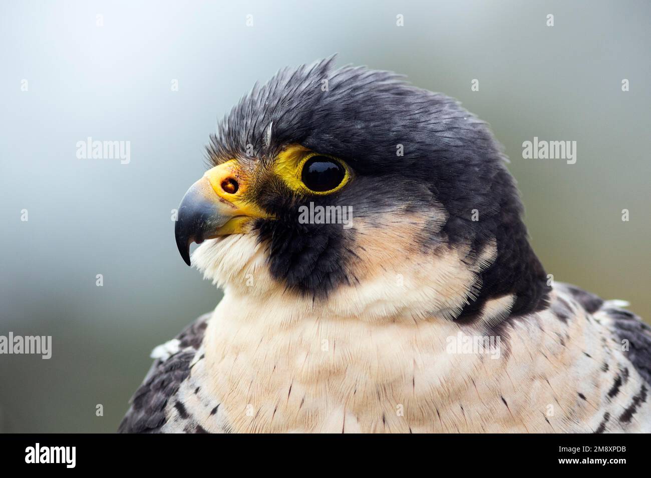 Peregrine falcon (Falco peregrinus), portrait, Falconry in the Neuhaus ...