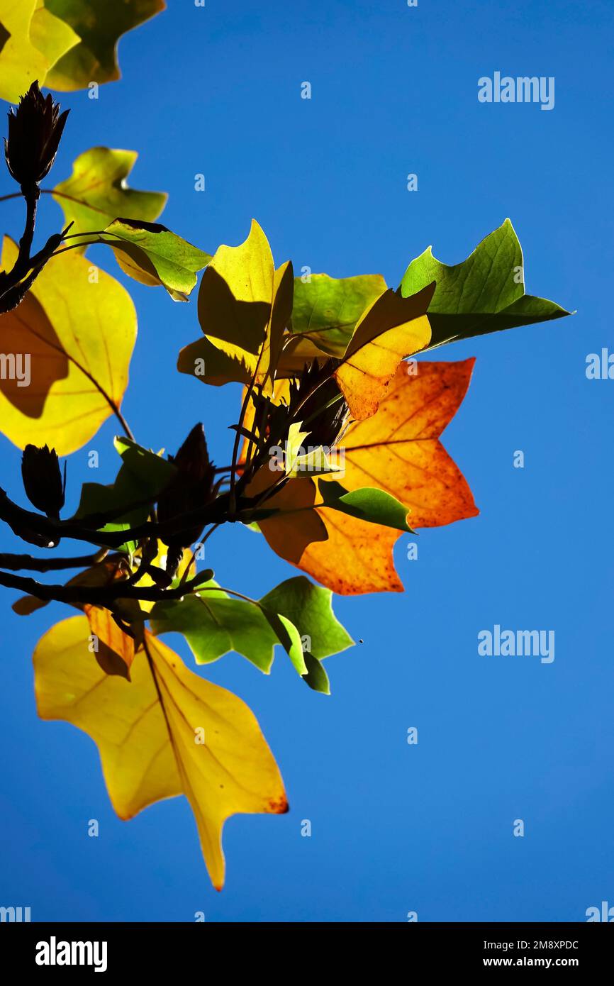 Tulip tree (Liriodendron tulipifera), autumn, October, Germany Stock ...