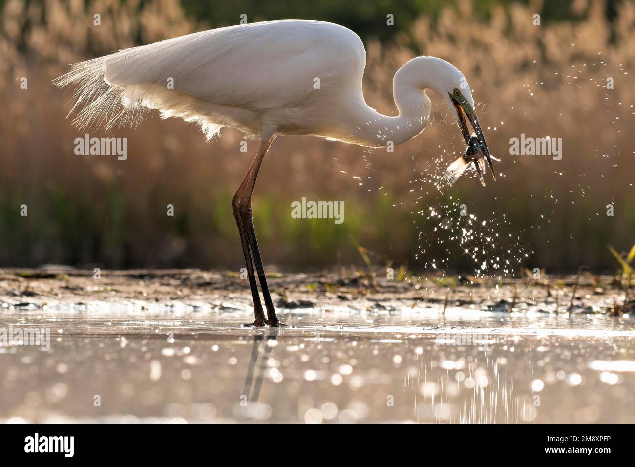 Great egret (Egretta alba) with wriggling fish in beak, water splash ...