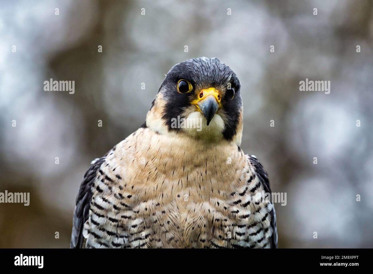 Peregrine falcon (Falco peregrinus), portrait, Falconry in the Neuhaus ...
