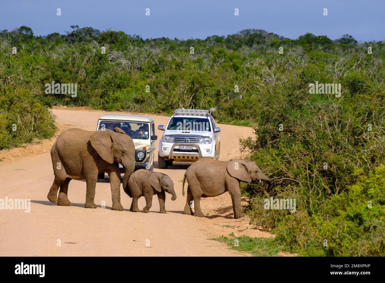 African elephant (Loxodonta africana) crossing the road with safari ...