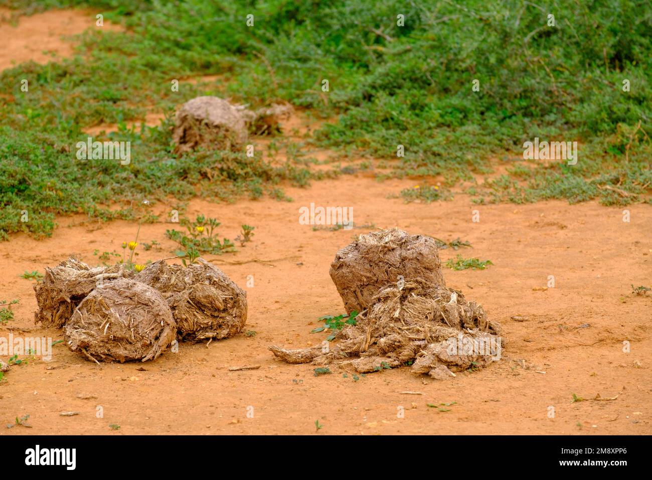Elephant dung heap, elephant dung, Addo Elephant Park, Addo Elephant ...