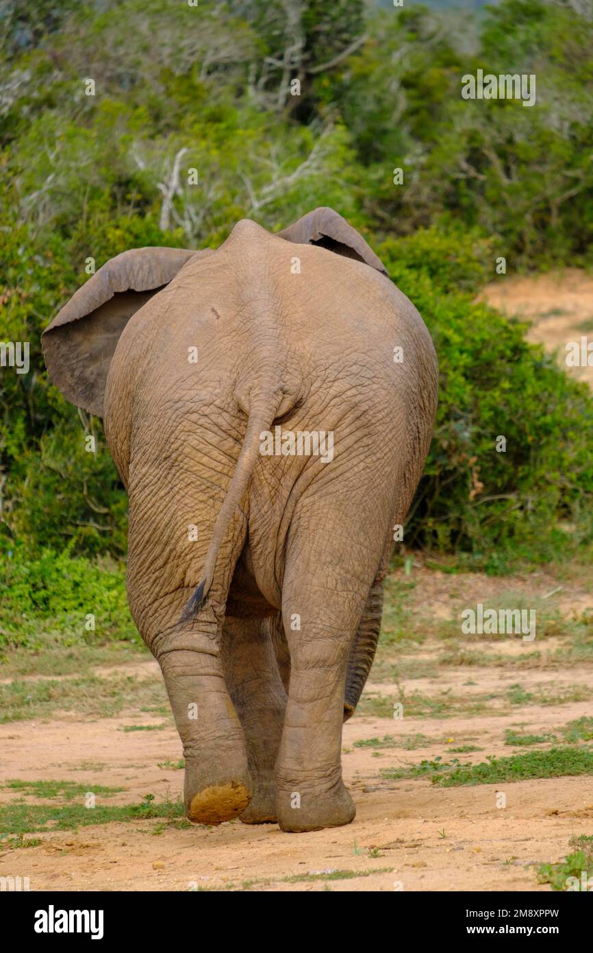 Buttock, Butt, African elephant (Loxodonta africana), Addo Elephant ...