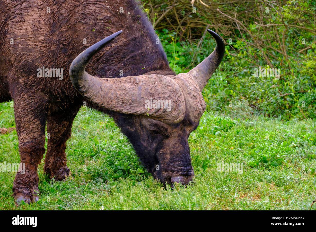 African buffalo (Syncerus caffer), Addo Elephant National Park, Addo ...