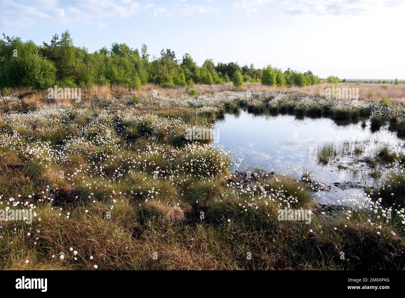 Uchter moor hi-res stock photography and images - Alamy