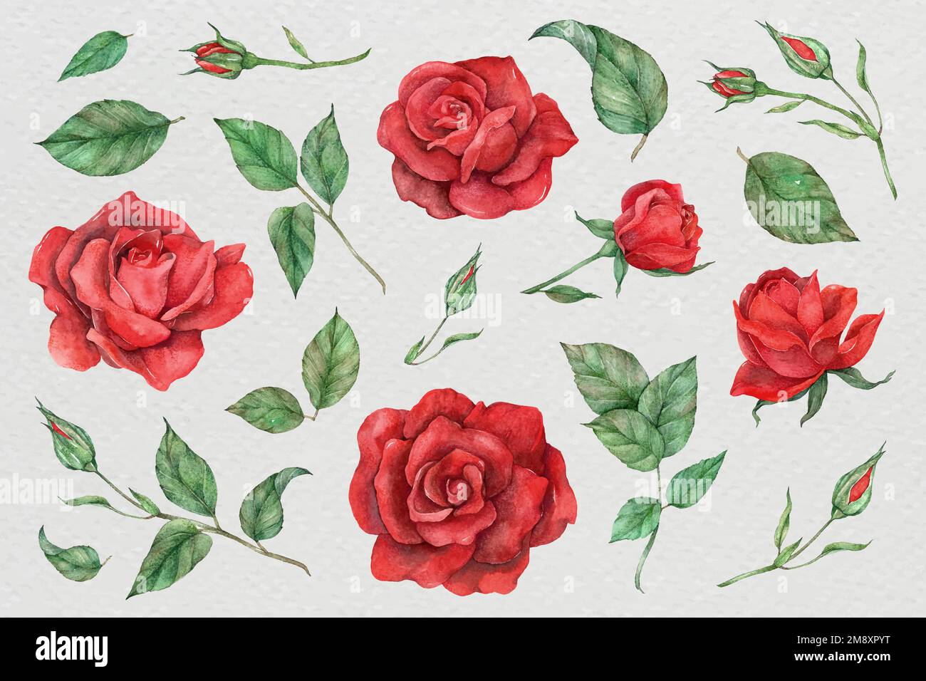 Vector rose and leaf set Stock Vector Image & Art - Alamy