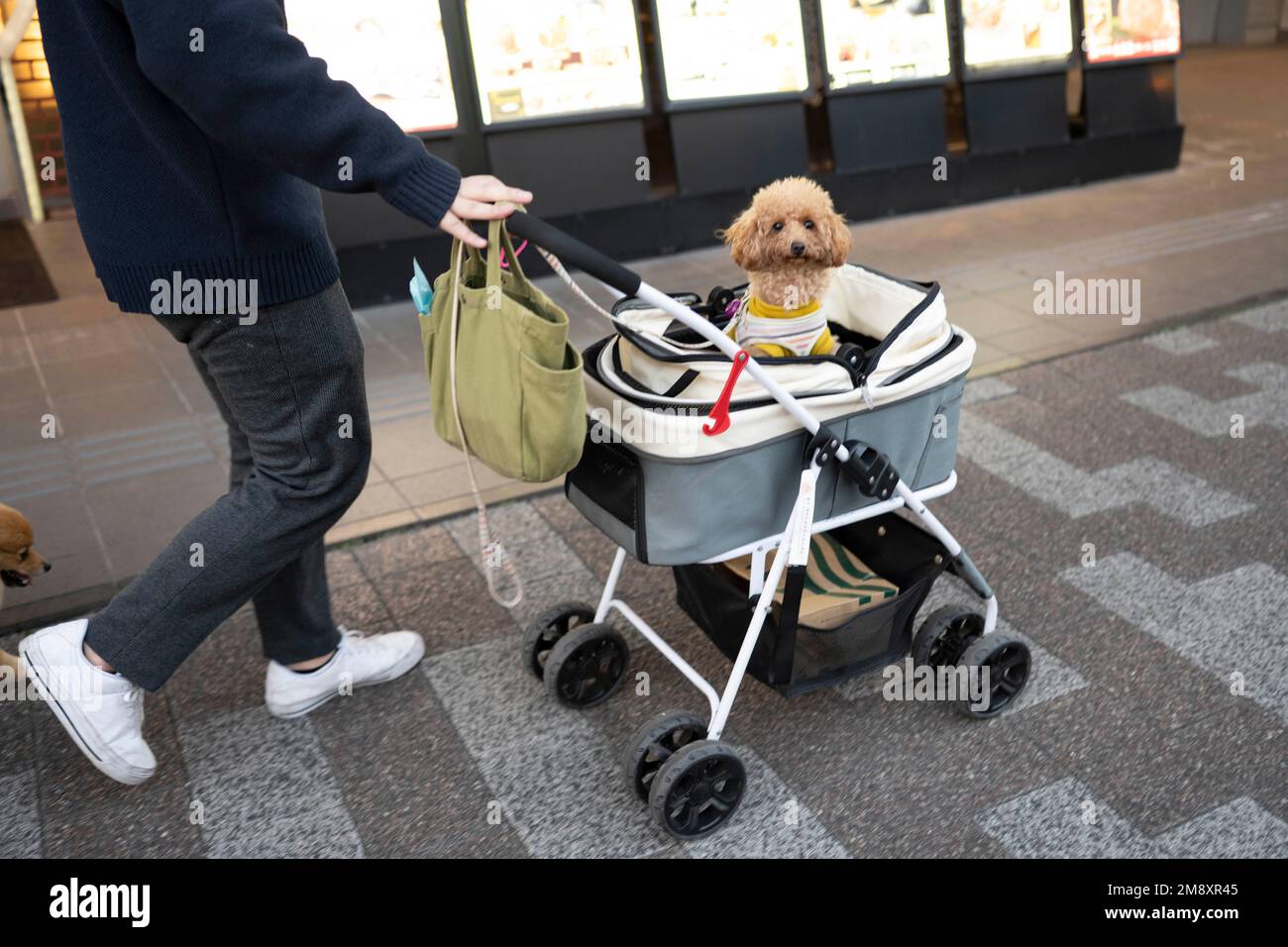 Tokyo, Japan. 9th Jan, 2023. A man walks his dog in a dog stroller on ...