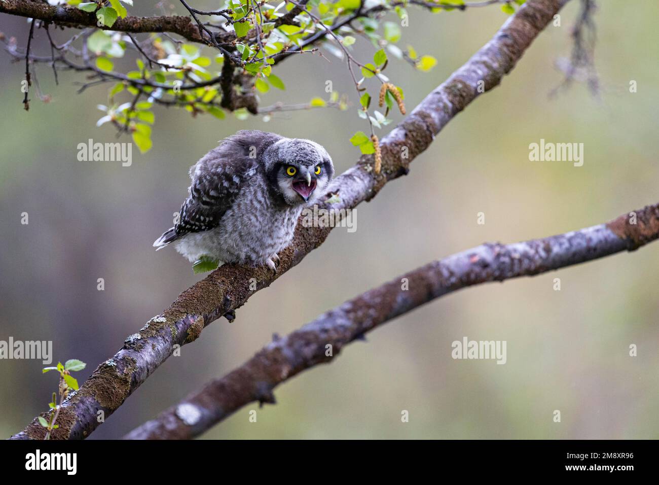 Northern hawk owl (Surnia ulula), branchling, Varanger, Finnmark, Norway Stock Photo - Alamy