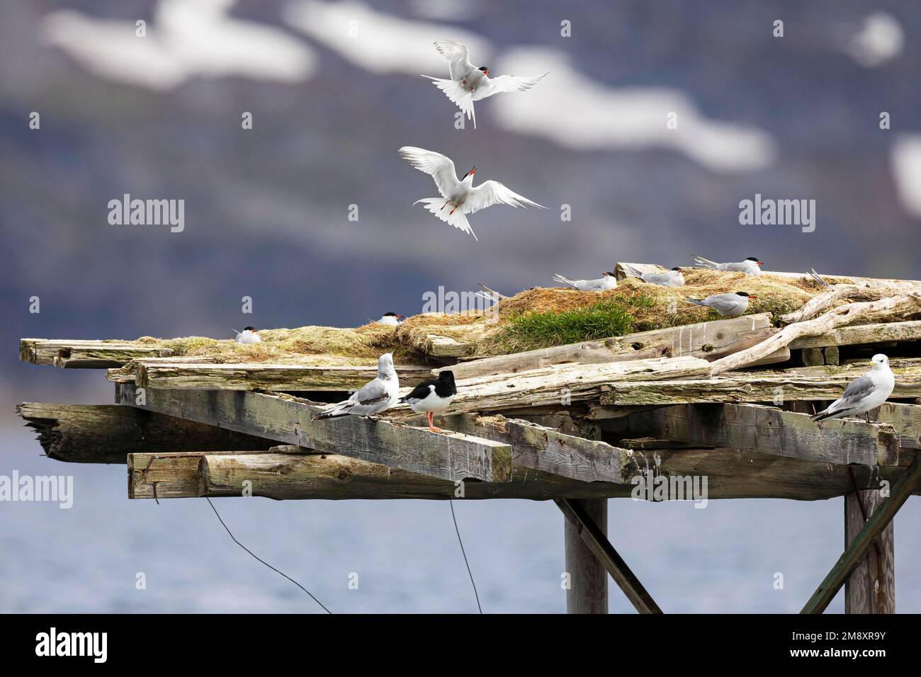 Arctic tern (Sterna paradisaea), pair in flight above a breeding ...
