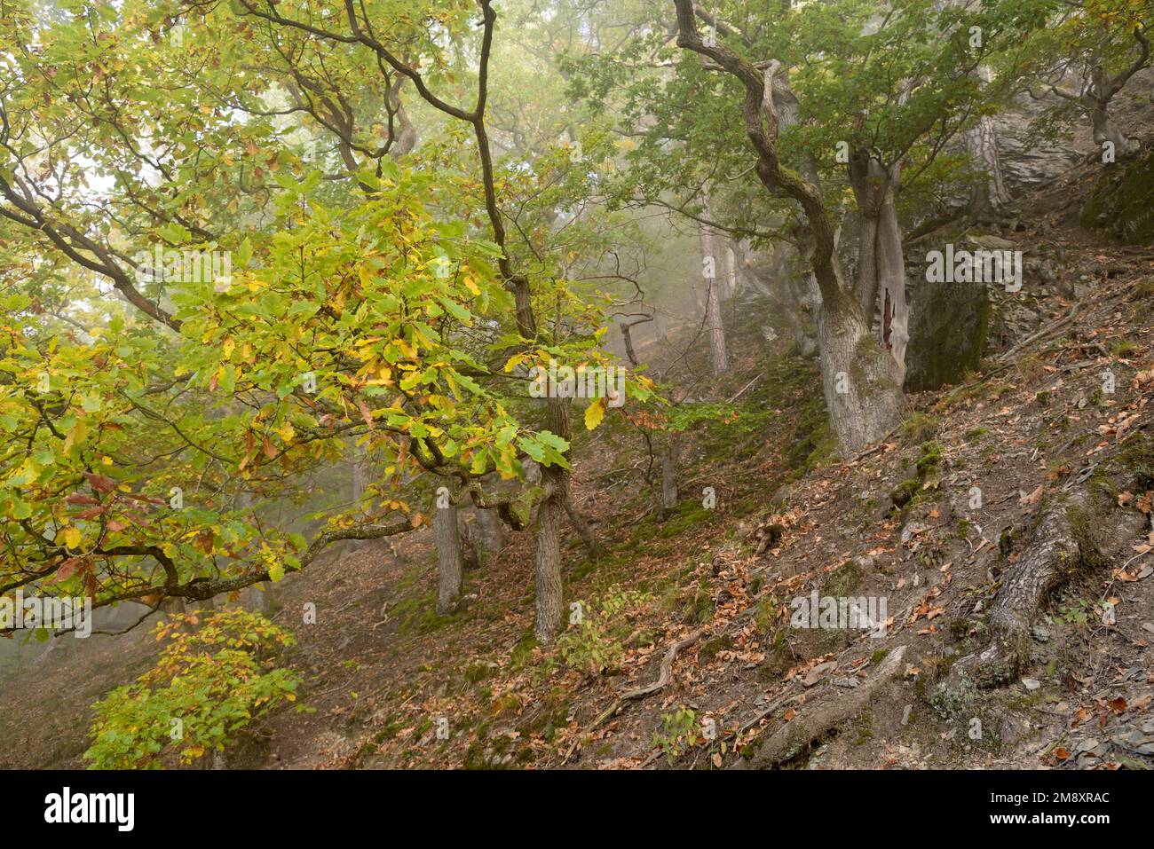 Gnarled oak trees (Quercus) with autumn colours on a steep mountain ...