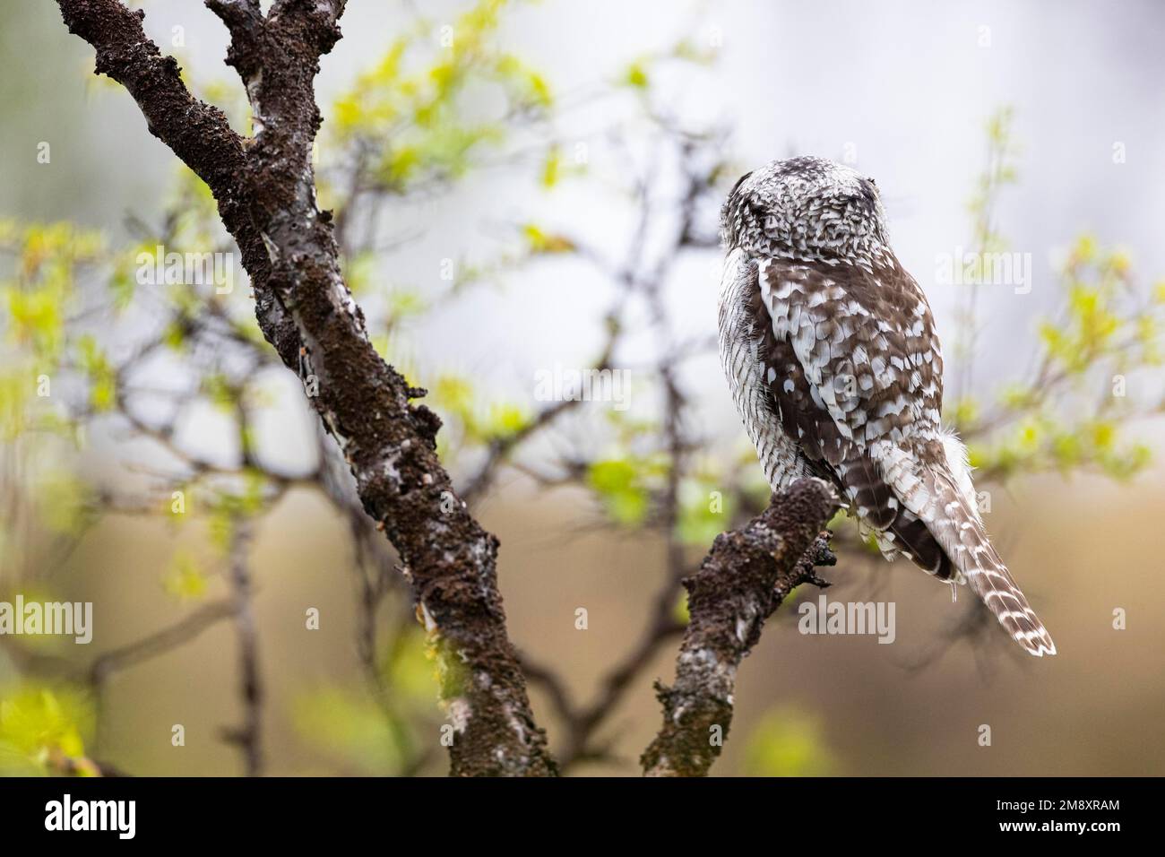 Scandinavian face hi-res stock photography and images - Alamy