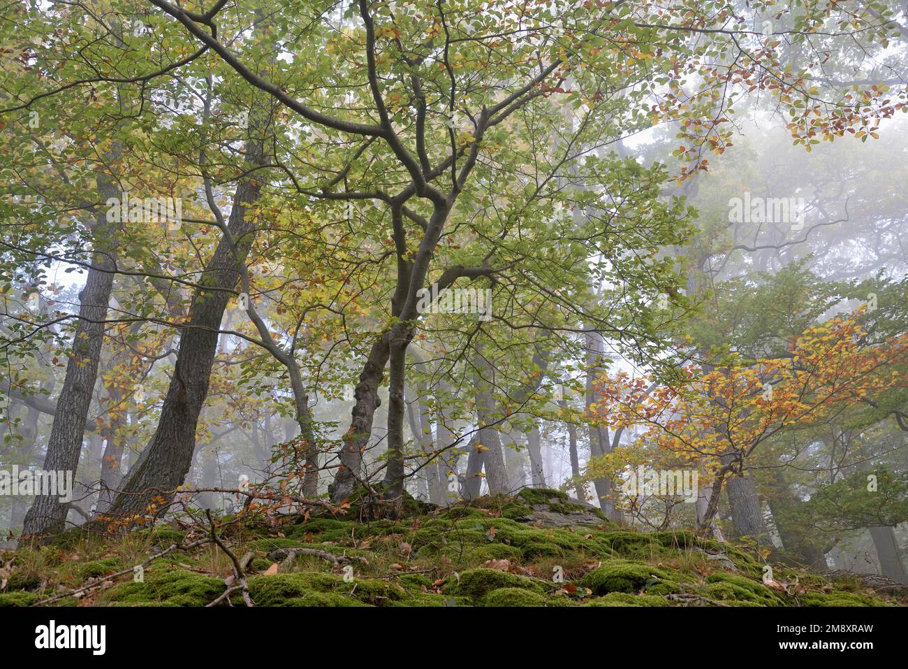 Common beeches (Fagus sylvatica) with autumn colouring on a steep ...