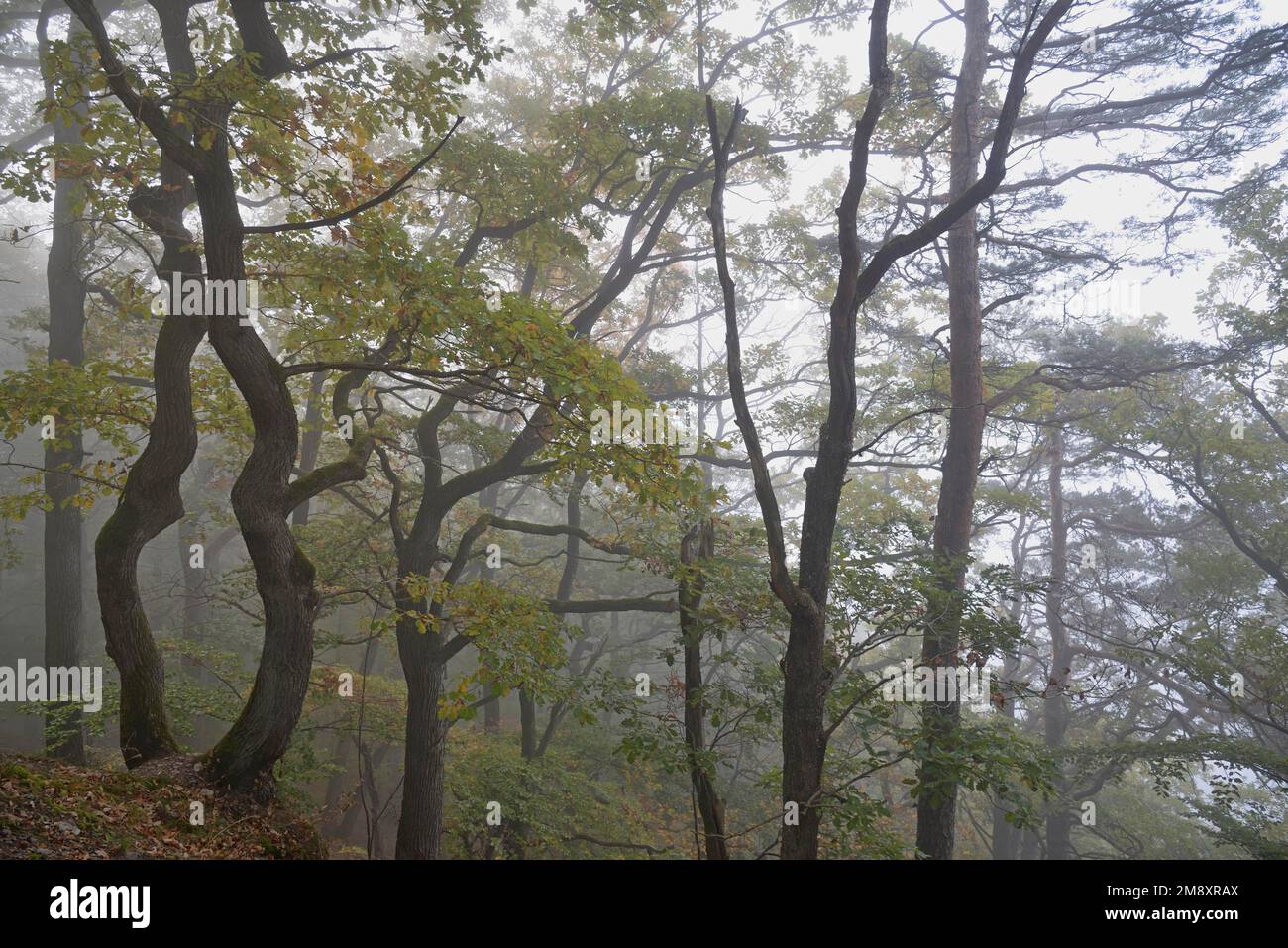 Gnarled oak trees (Quercus) with autumn colours and pines (Pinus) on a ...