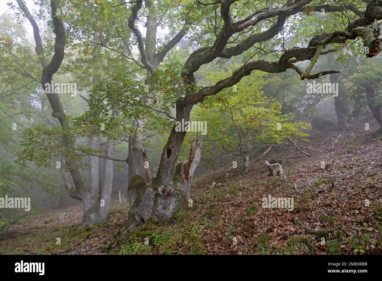 Gnarled oak trees (Quercus) and copper beeches (Fagus sylvatica) with ...