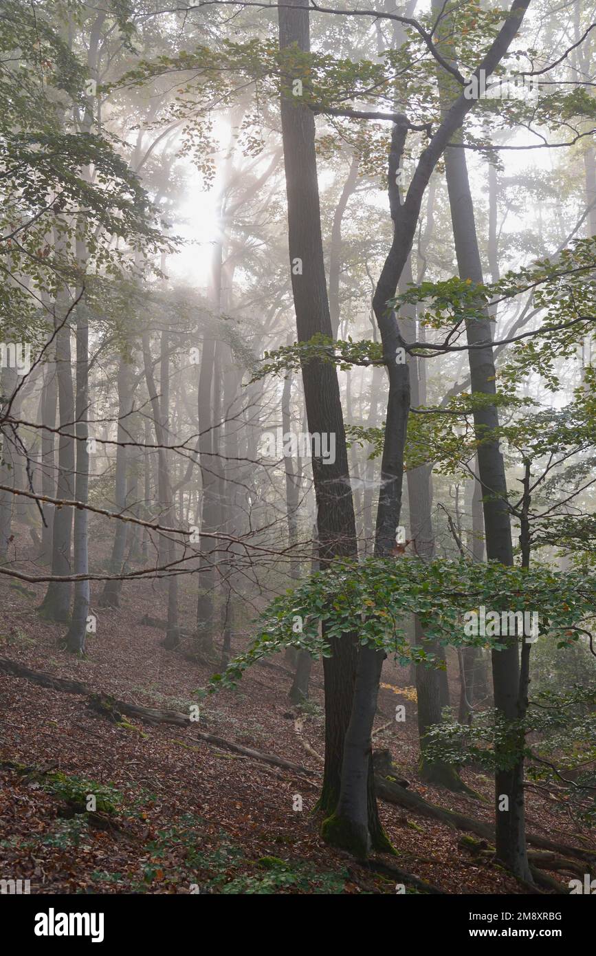 Deciduous forest in the fog in sunshine, Diemelsee nature park Park ...