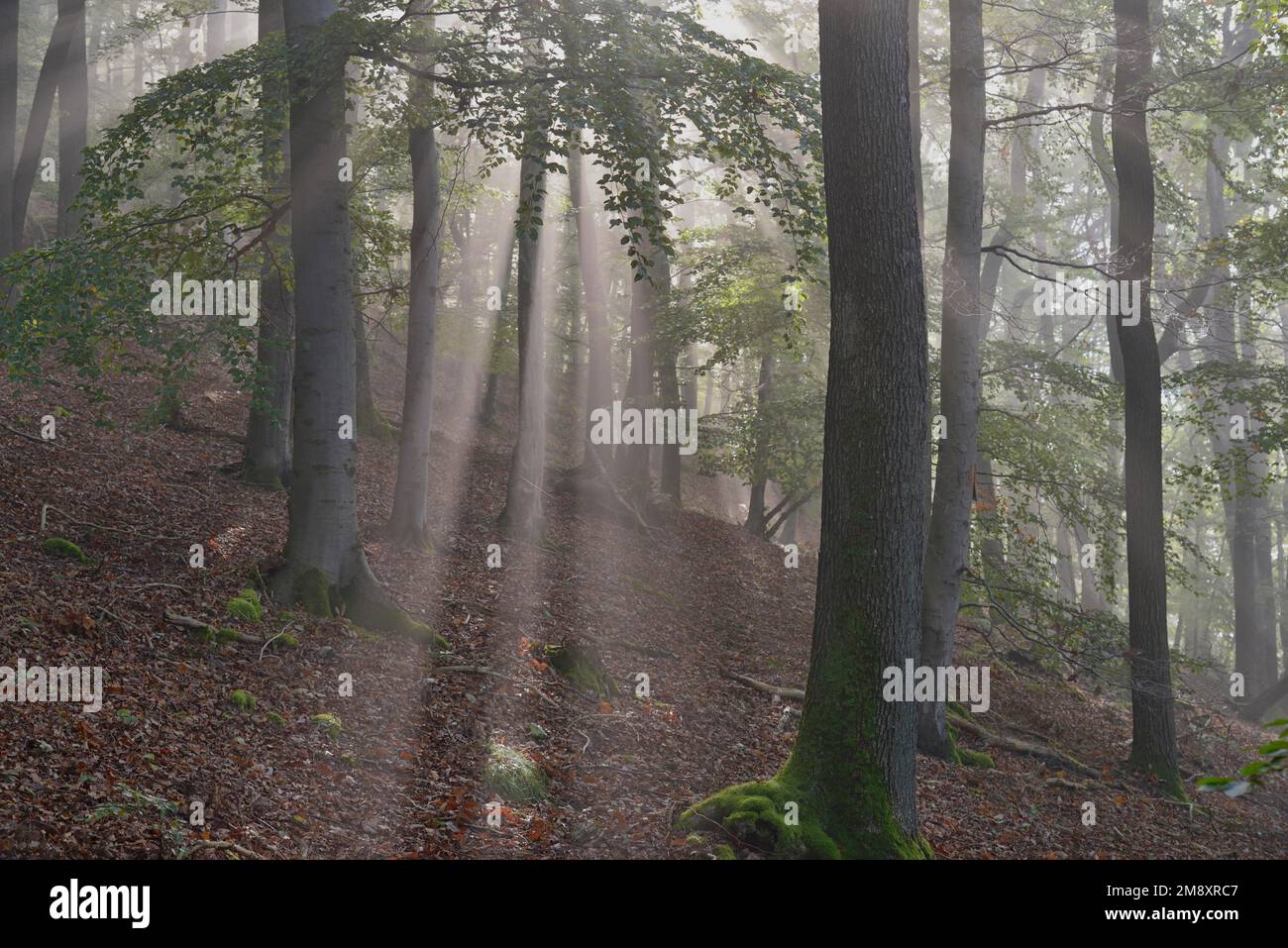 Deciduous forest in the mist in sunshine, sunbeams hitting the forest ...