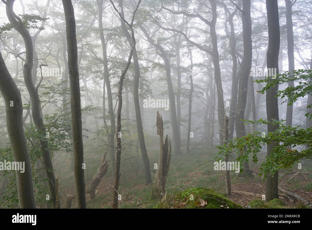 Deciduous forest, copper beech (Fagus sylvatica) and deadwood in fog ...