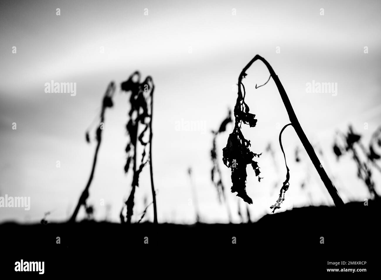 Withered sunflowers (Helianthus annuus) in the backlight, Mindelheim ...