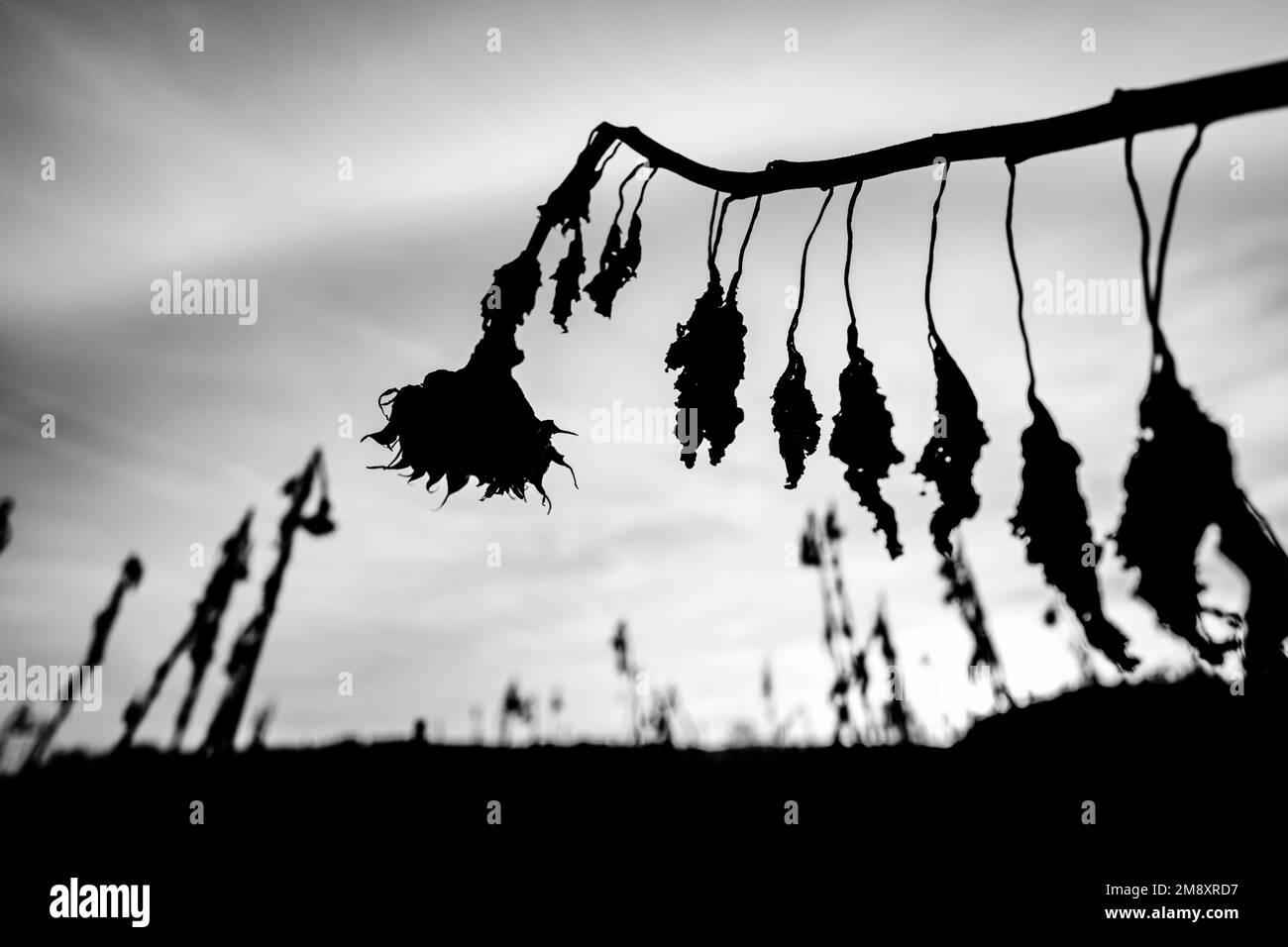 Withered sunflowers (Helianthus annuus) in the backlight, Mindelheim ...