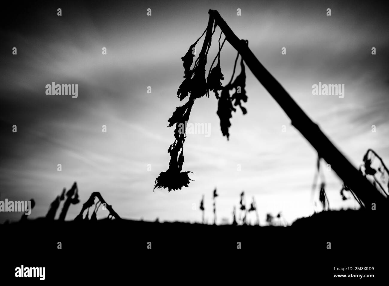 Withered sunflowers (Helianthus annuus) in the backlight, Mindelheim ...