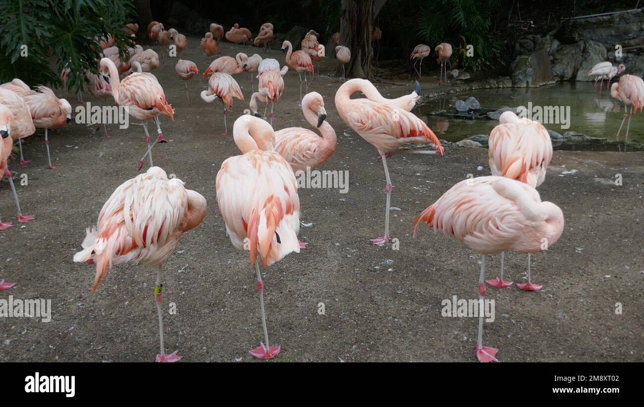 Los Angeles, California, USA 12th January 2023 Flamingos at LA Zoo on ...