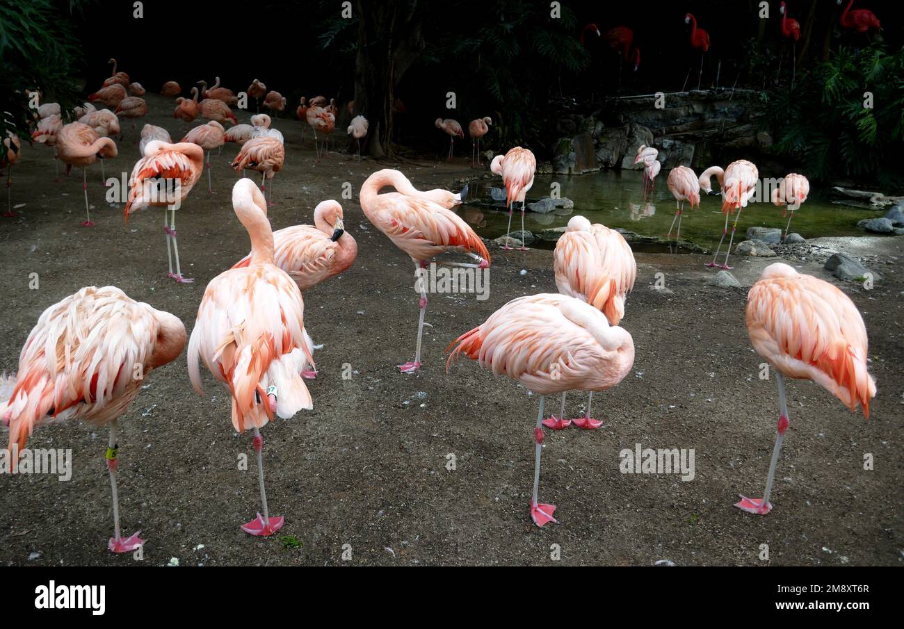 Los Angeles, California, USA 12th January 2023 Flamingos at LA Zoo on ...