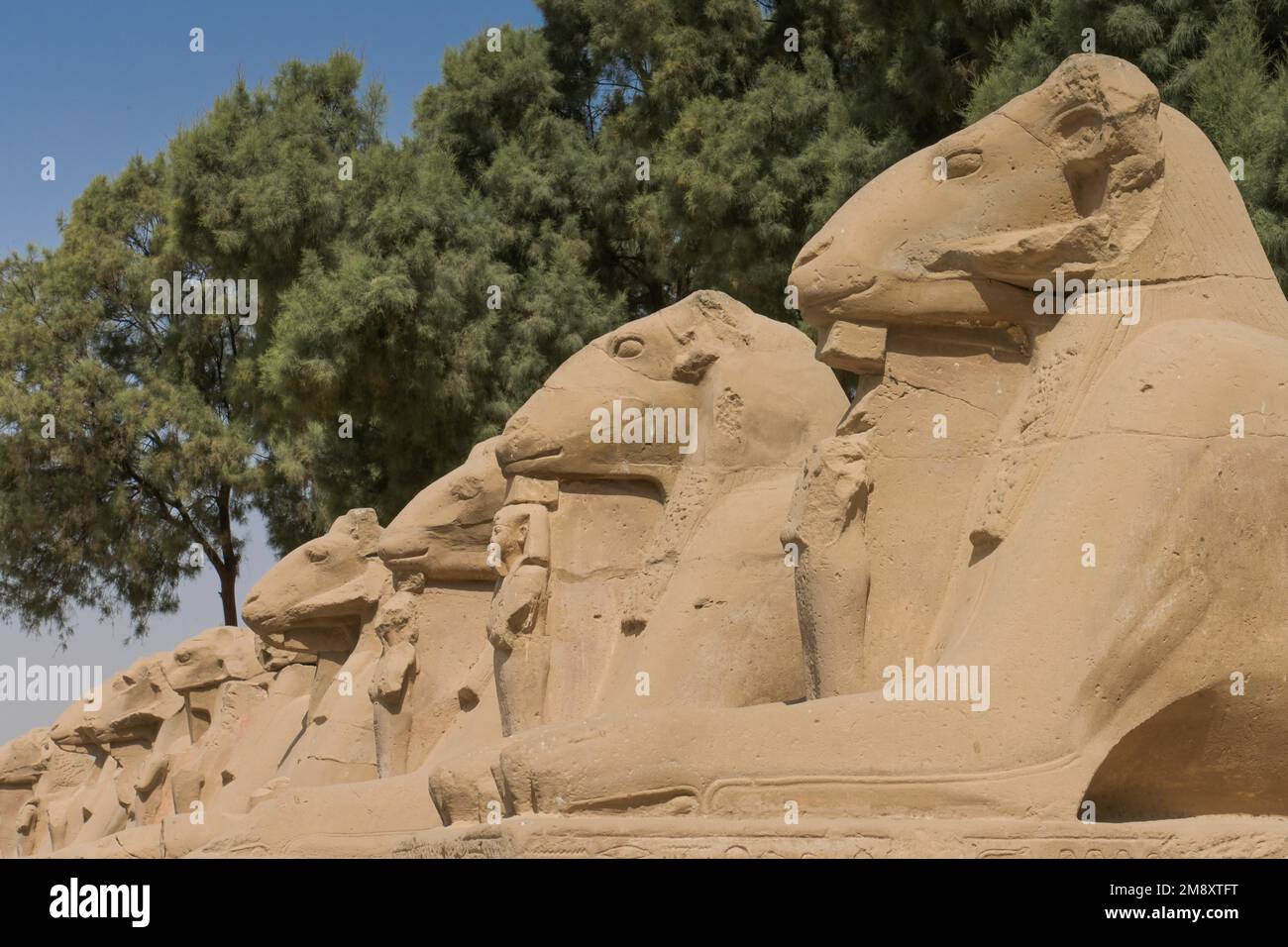 Phinx alley, ram-headed sphinxes in front of the 1st pylon, Karnak temple, Karnak, Egypt Stock ...