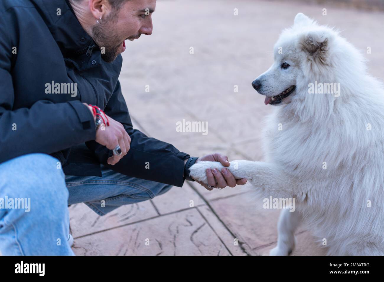 High angle of loyal white Samoyed dog giving paw to crop man in ...