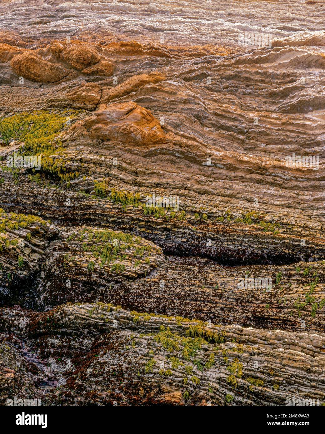 Monterey Shale, Montana de Oro State Park, San Luis Obispo County ...