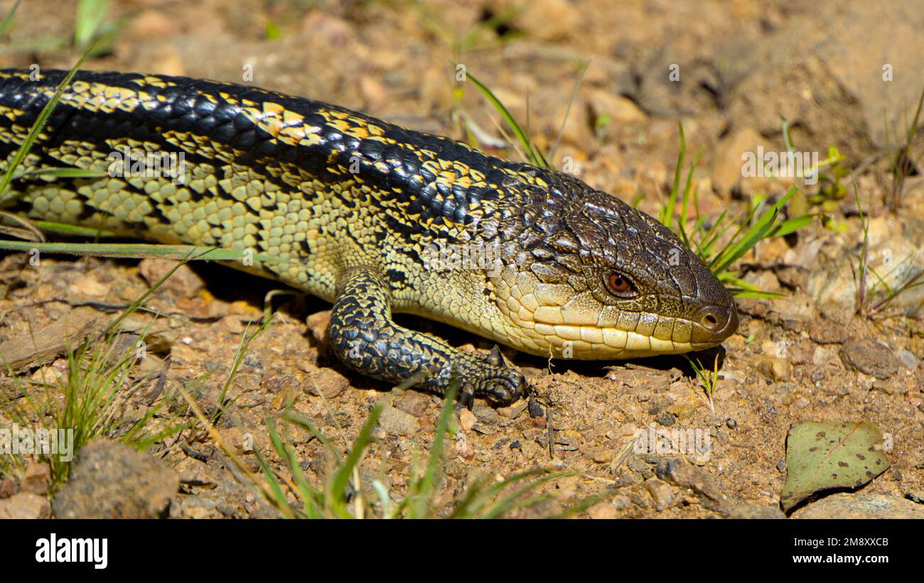 Two Headed Blue Tongue Skink