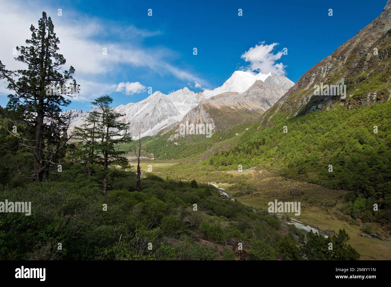 Mountain forest at 4500 m altitude in Kham, Yading National Park ...