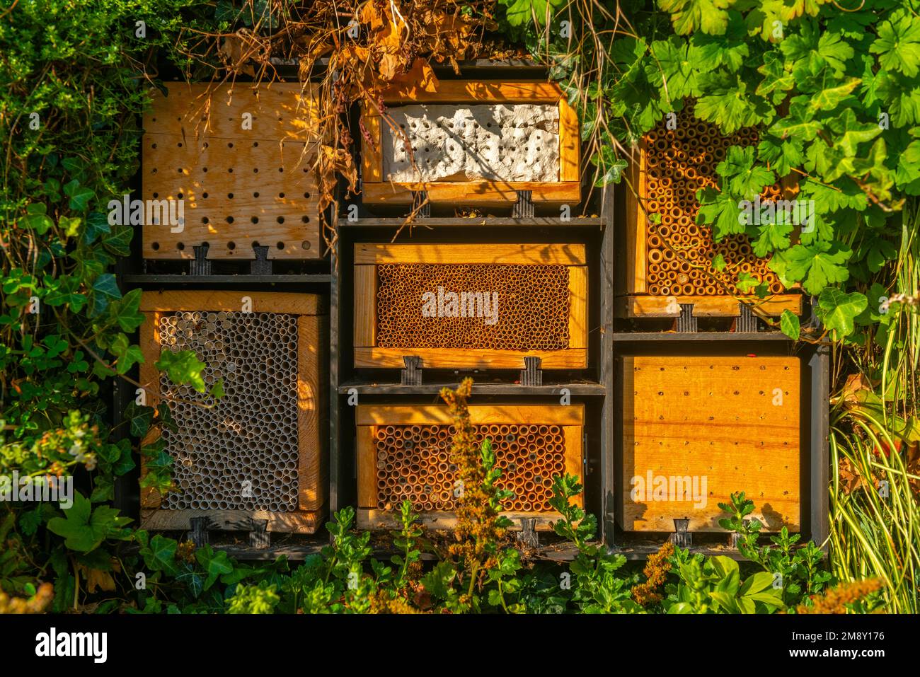 Innovative green facades, insect hotel, nesting box, university ...
